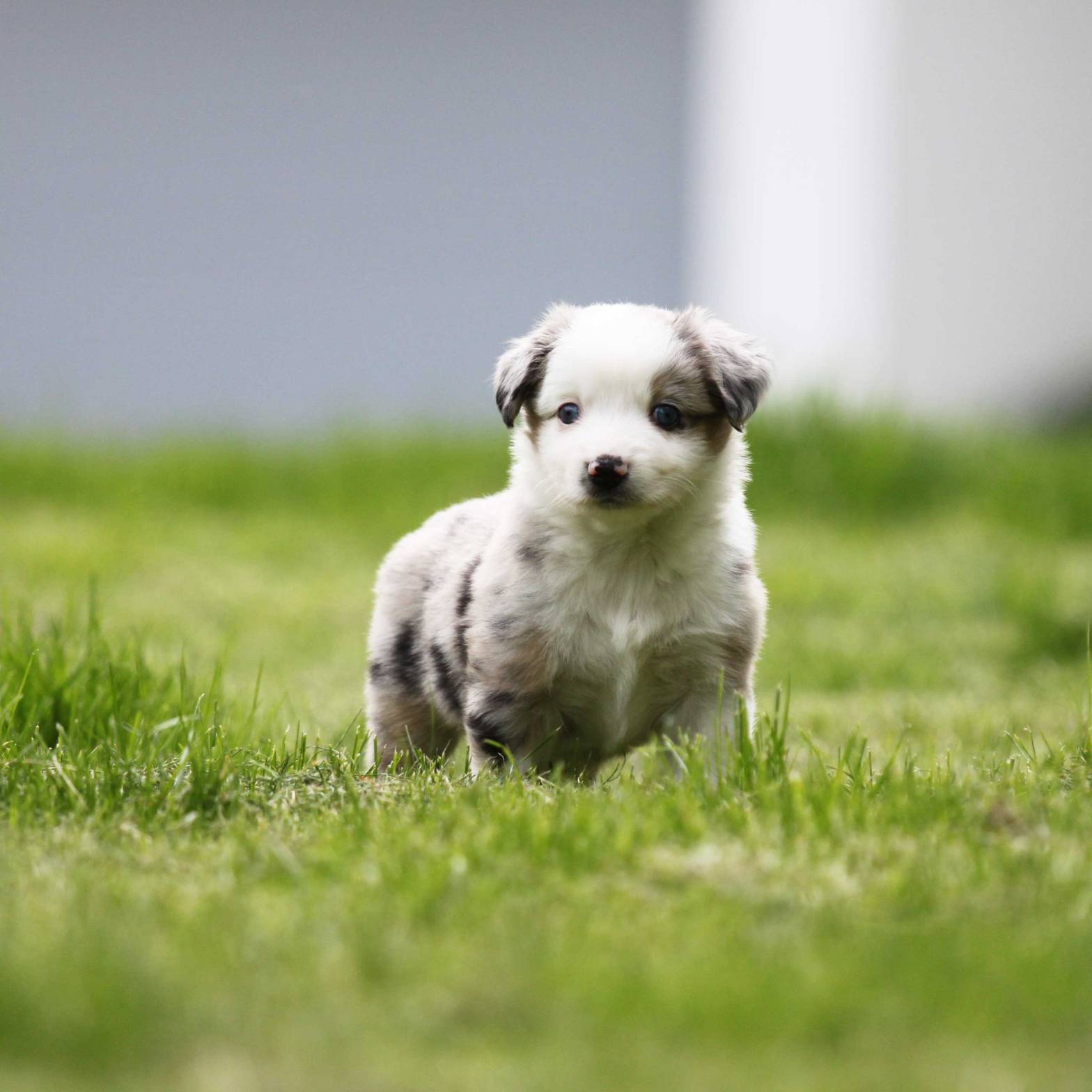 Miniature Australian Shepherds Tirol